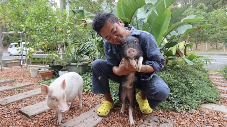 福津市宮司浜の赤ちゃんマイクロブタとふれあえるPiglets cafe（ピグレッツカフェ） | 古賀マガジン